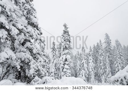 Winter Forest Snowy Taiga Hills Beautiful Beautiful Nature Of Russia ...