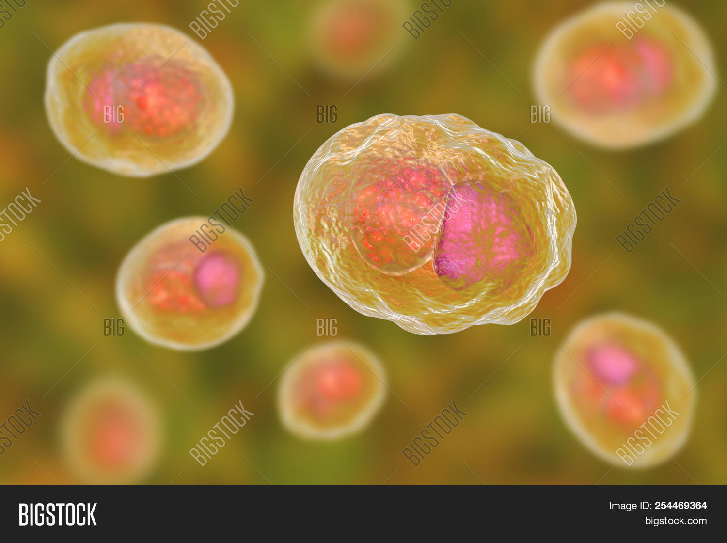 Chlamydia Trachomatis Bacteria, 3d Illustration Showing Reticulate ...