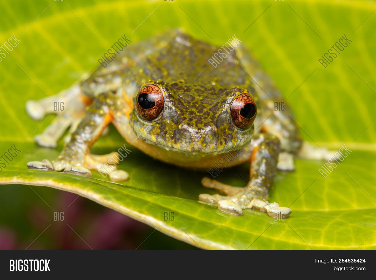 Tree Frog, Tree Frog Of Borneo, Tree Frog On Leaf , Frog Of Borneo ...