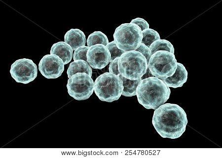 Chlamydia Trachomatis Bacteria, 3d Illustration, The Causative Agent Of ...