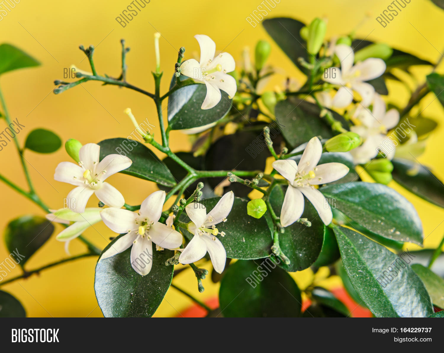 White Flowers Of Murraya Paniculata, Jasminul Portocal (murraya Exotica ...