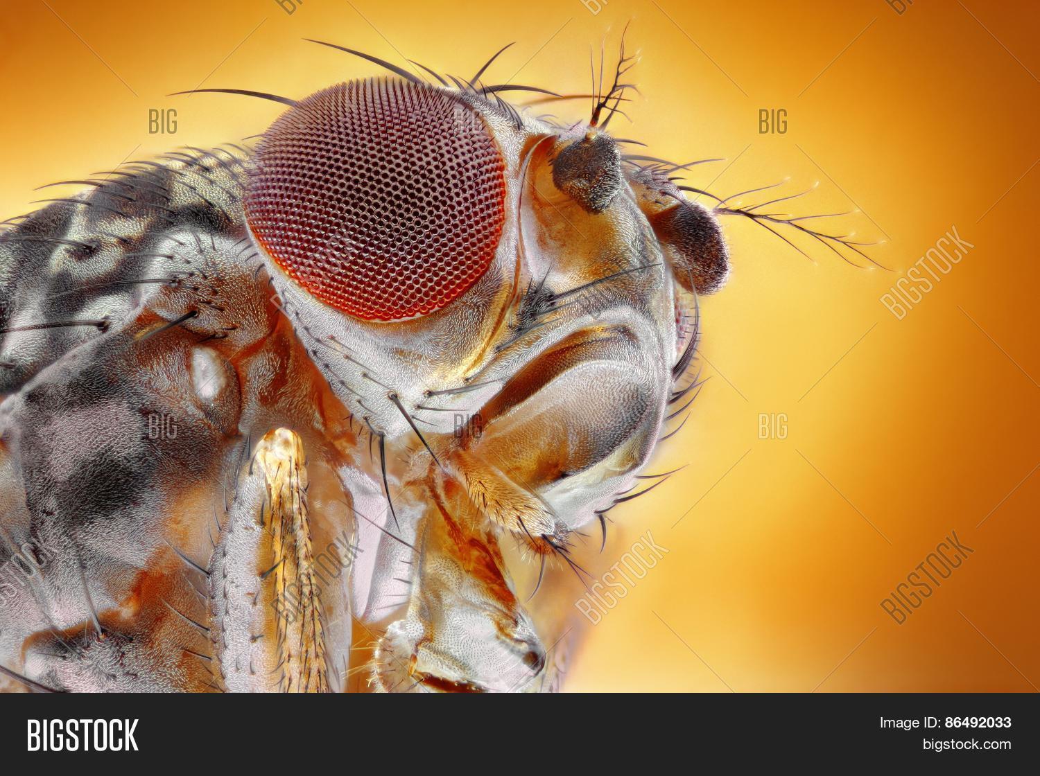 Microscopic extreme sharp and detailed image of head and eye of a fruit ...
