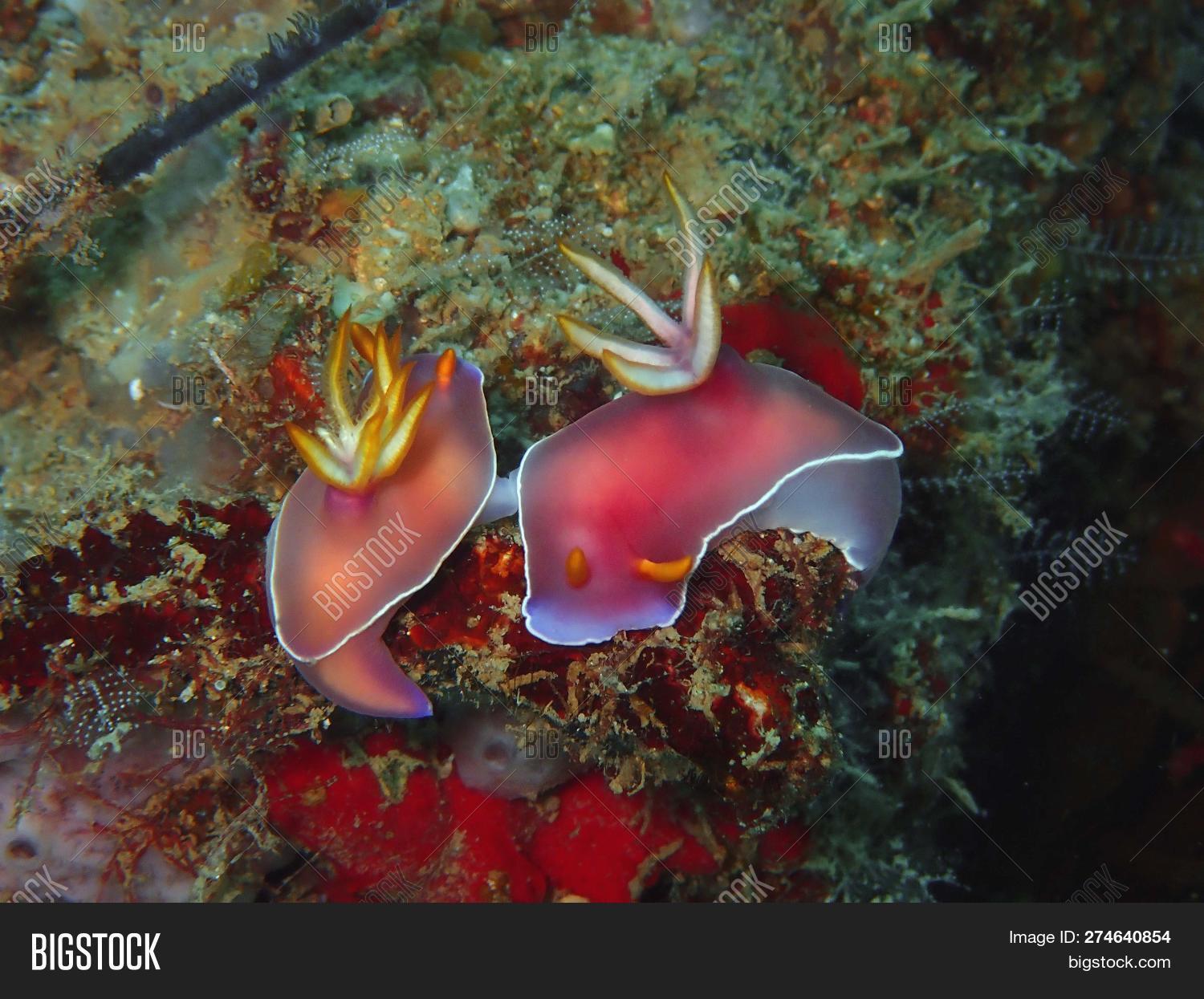 Mating Nudibrnach In Sabah, Borneo. During Copulation, They Line Up ...