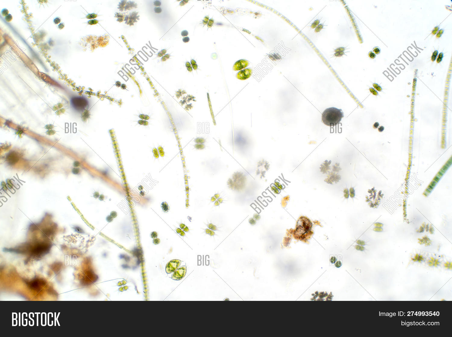 Freshwater Aquatic Plankton Under Microscope View In Laboratory image ...