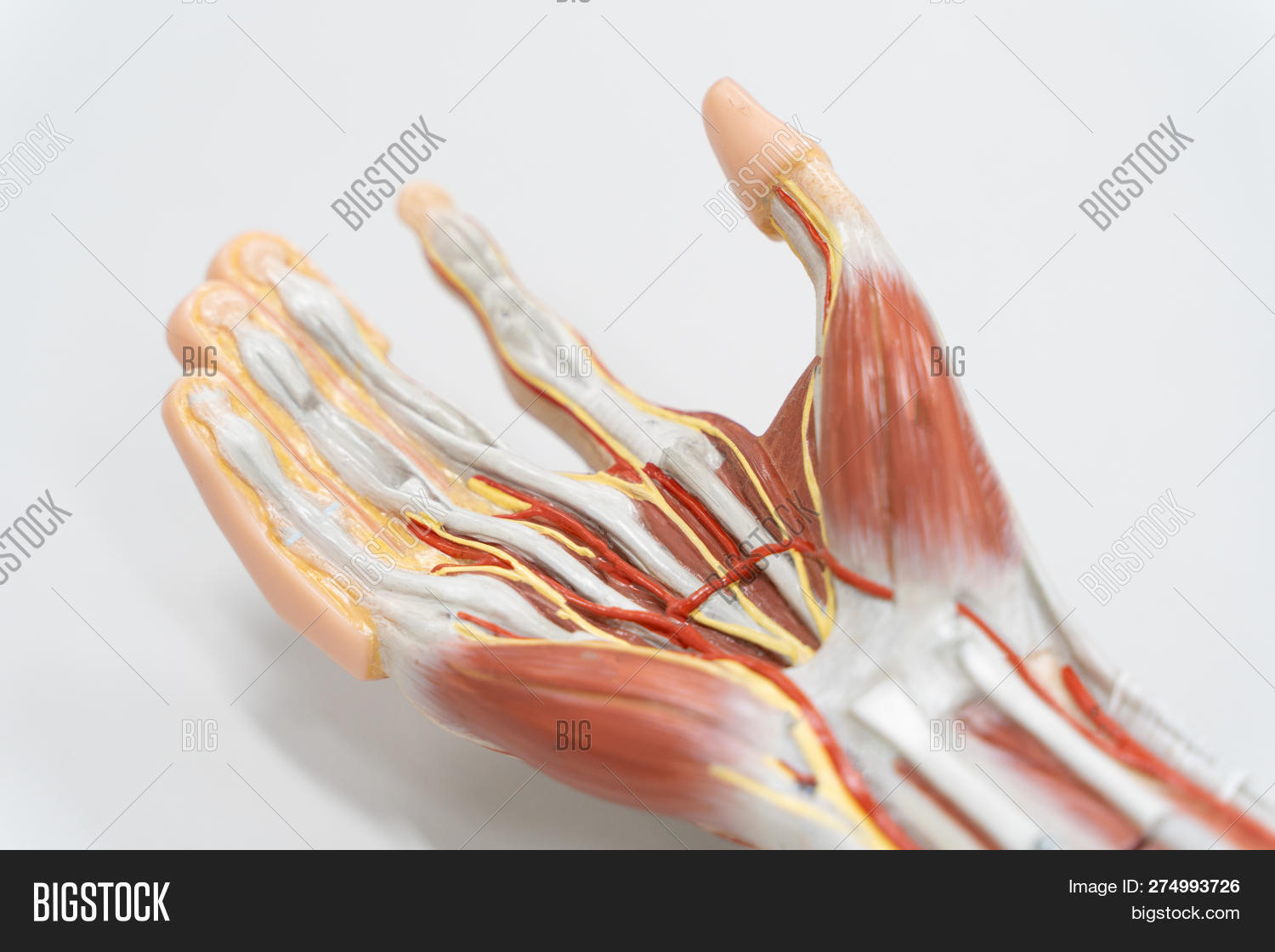 Muscles Of The Palm Hand For Anatomy Education. Human Physiology. image ...
