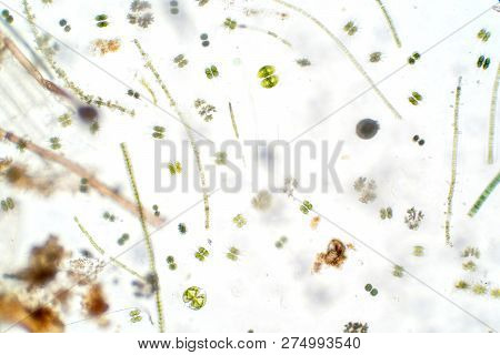 Freshwater Aquatic Plankton Under Microscope View In Laboratory image ...