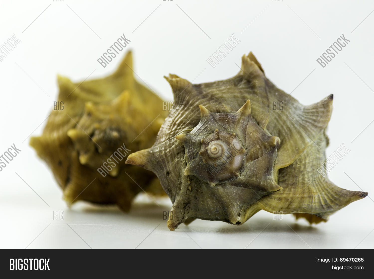 Bolinus Brandaris, An Edible Marine Gastropod Mollusk image & stock ...