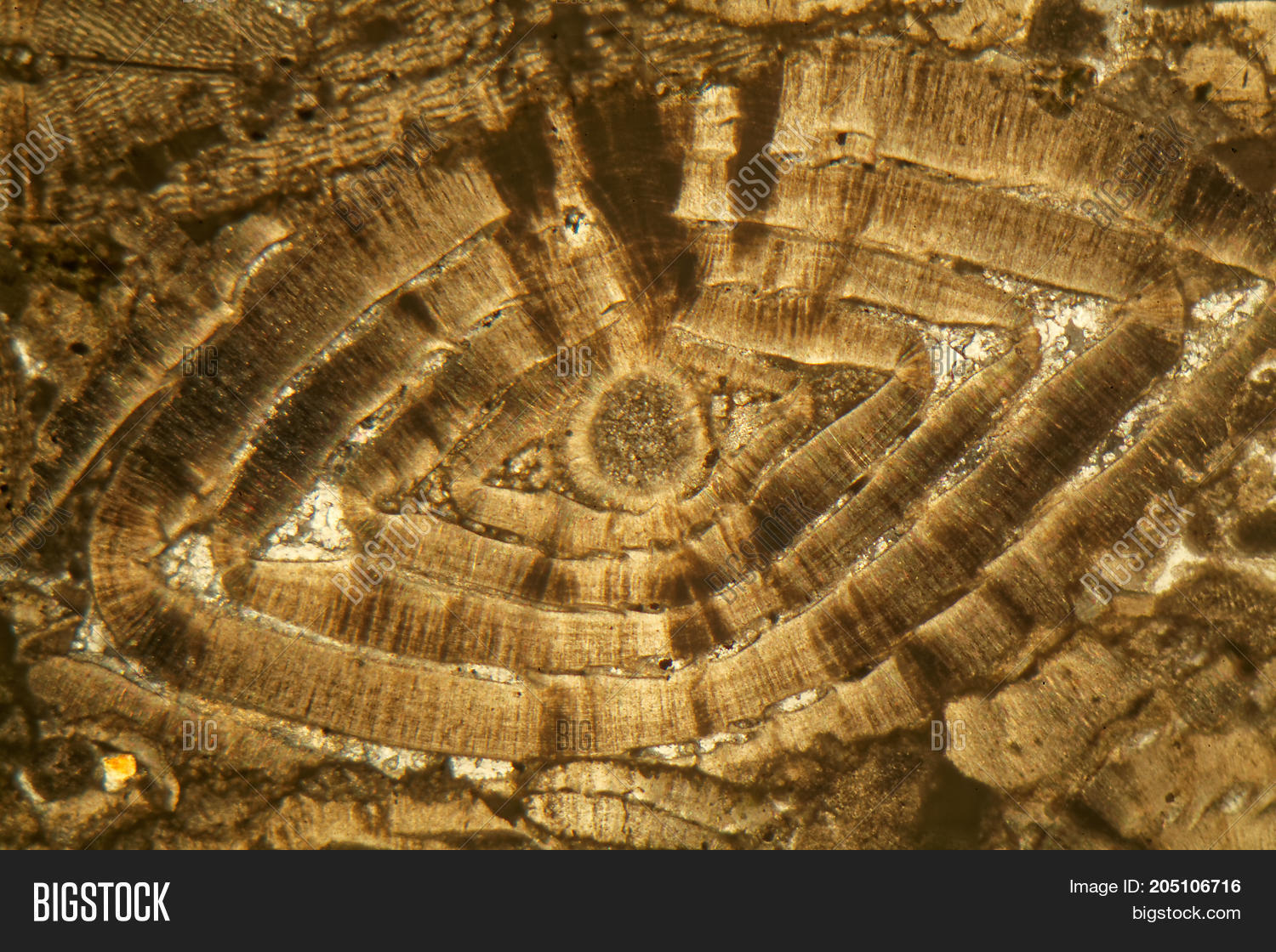 Thin Section Of Nummulite Limestone Under The Microscope image & stock ...