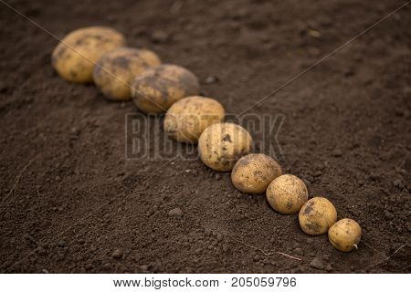 Textures Plenty Of Fresh Unpeeled Potatoes Harvested From The Field ...