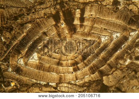Thin Section Of Nummulite Limestone Under The Microscope image & stock ...