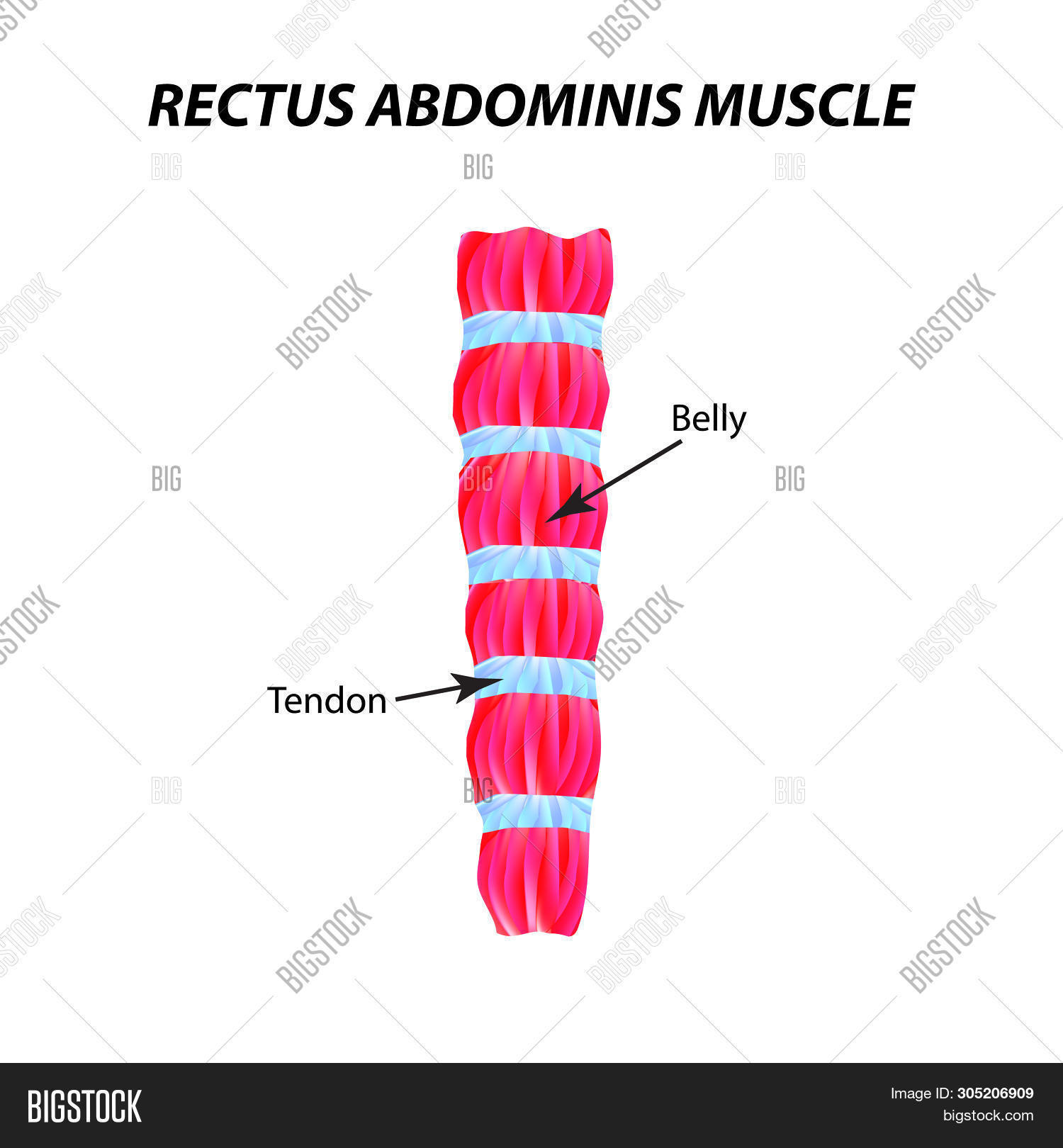The Structure Of Skeletal Muscle. Rectus Abdominis Muscle. Tendon ...