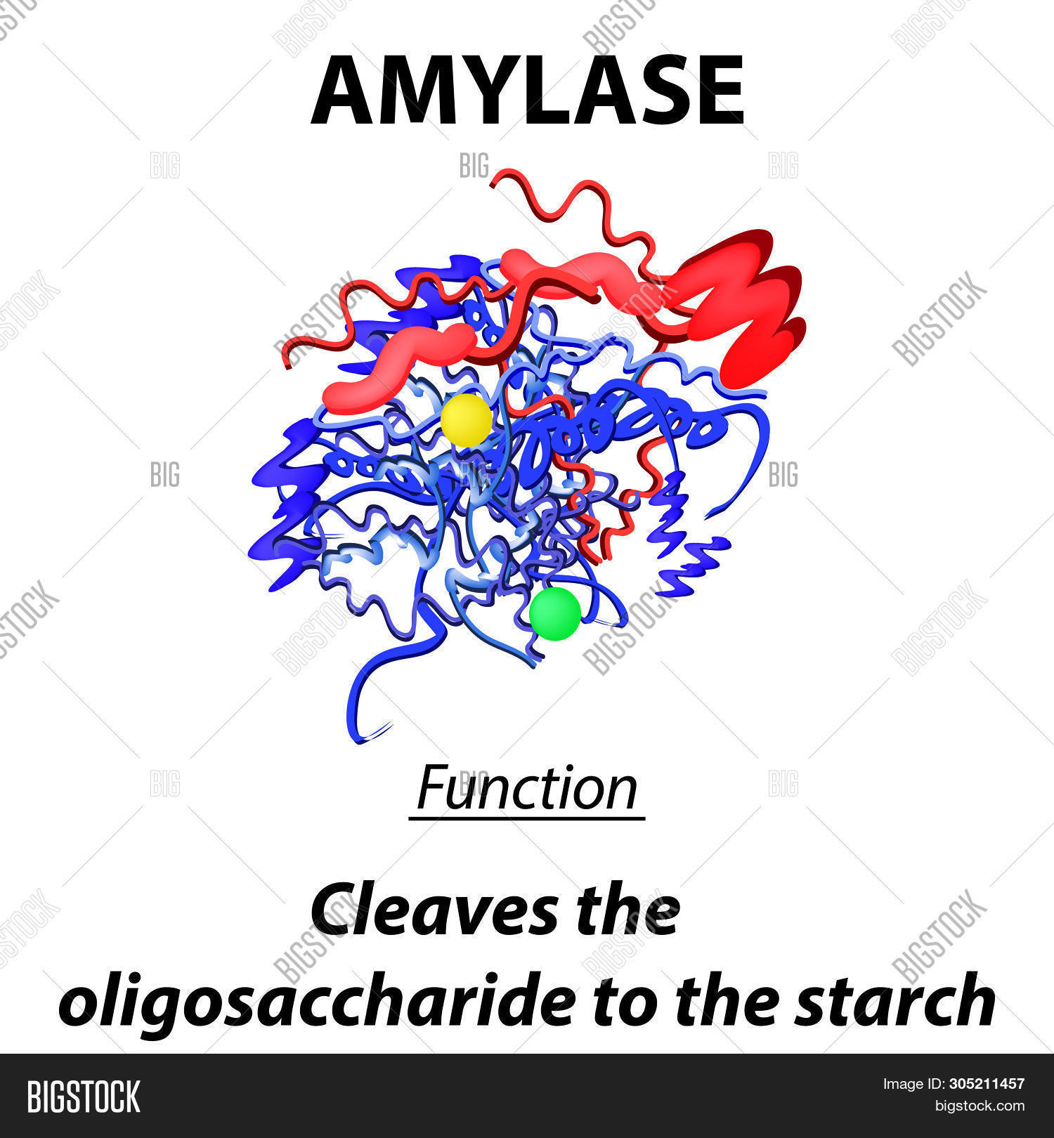 Molecular Structural Chemical Formula Of Amylase. The Functions Of The ...