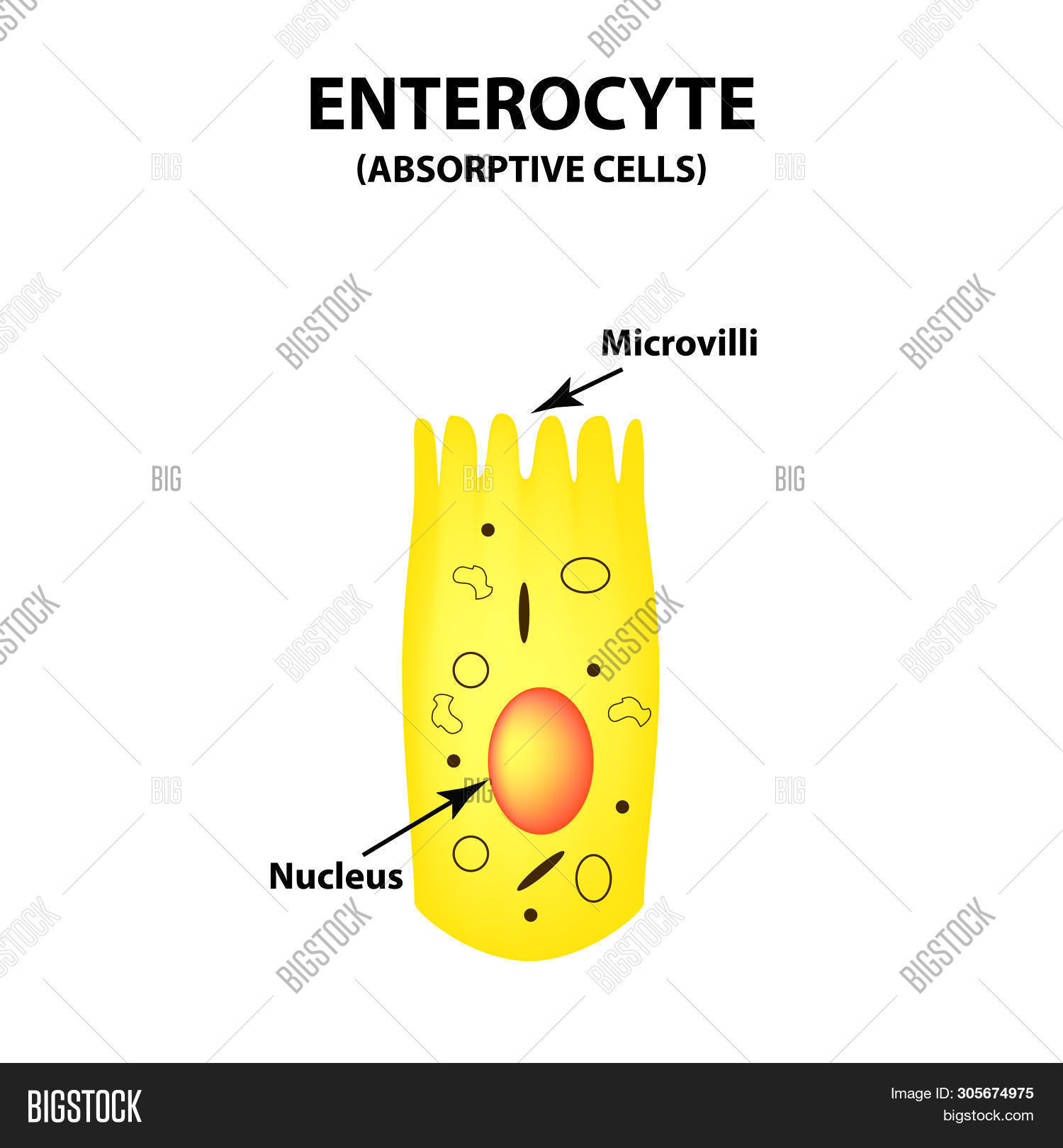 Structure Of The Enterocyte. Absorptive Cells Intestine. Infographics ...