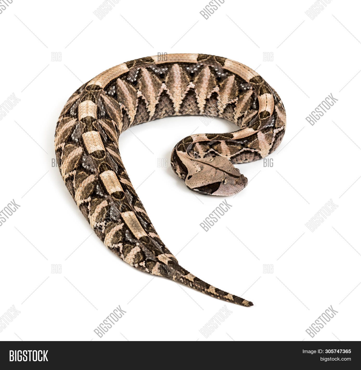 Bitis gabonica, Gaboon viper , Bitis gabonica, is a viper species ...