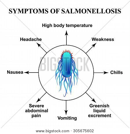 Symptoms Of Salmonellosis. The Structure Of Salmonella. Infographics ...