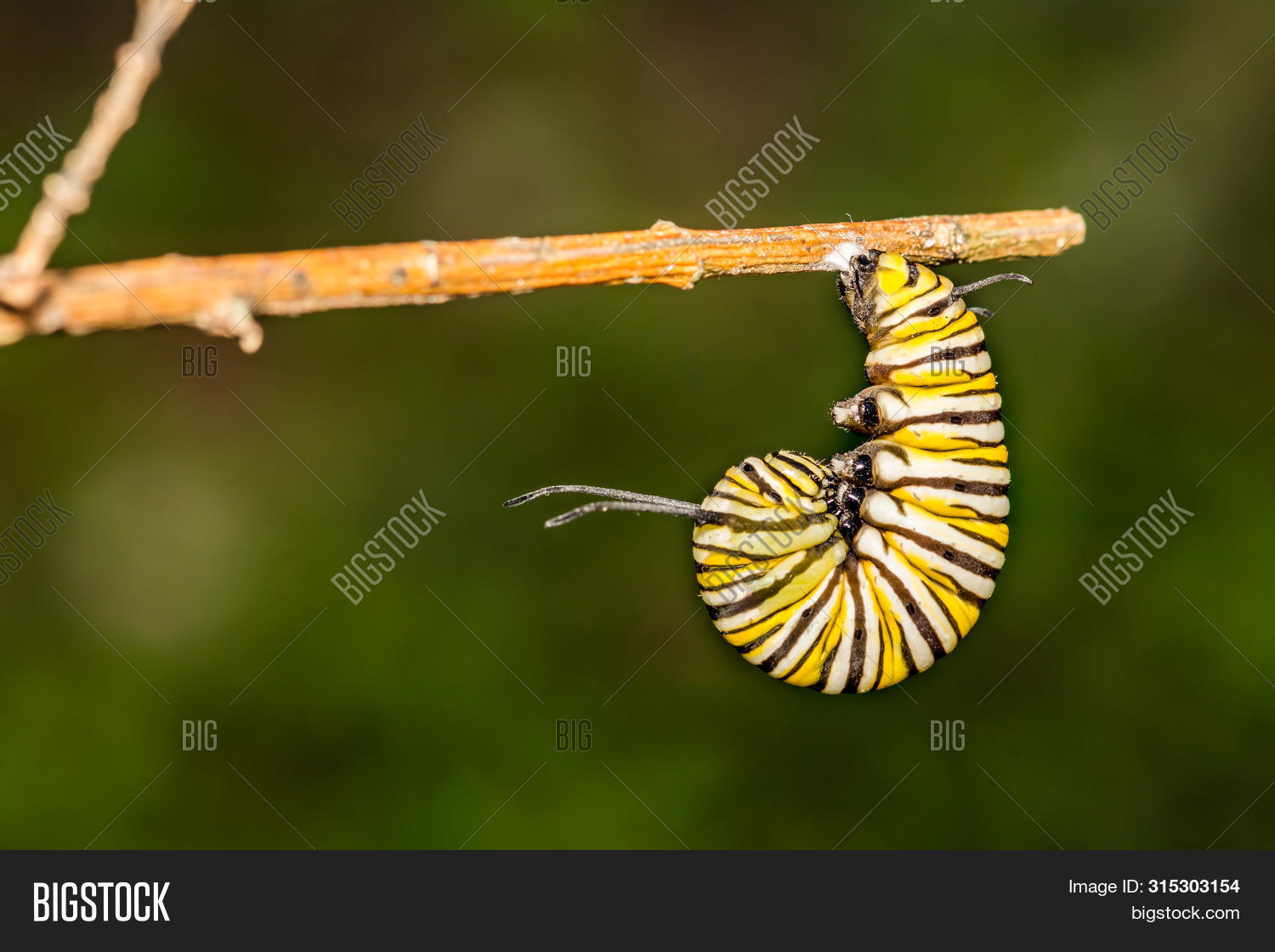 A Close Up Of A Monarch Caterpillar Pupating On A Stick. image & stock ...
