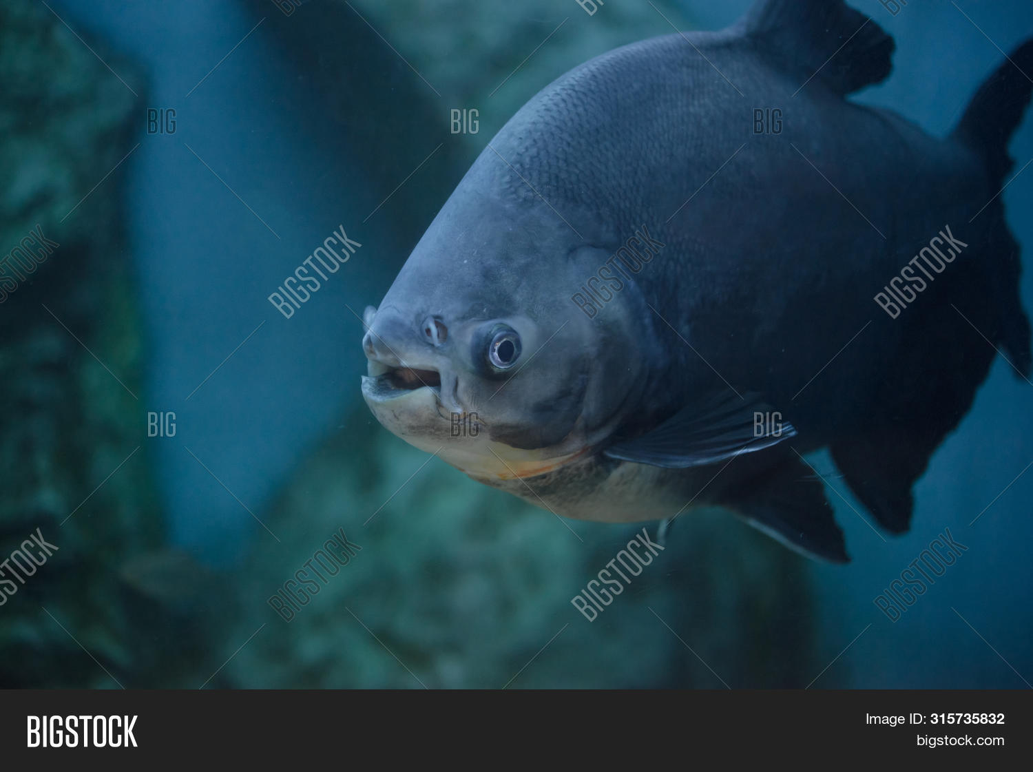 Tambaqui (colossoma Macropomum), Also Known As The Giant Pacu. image ...