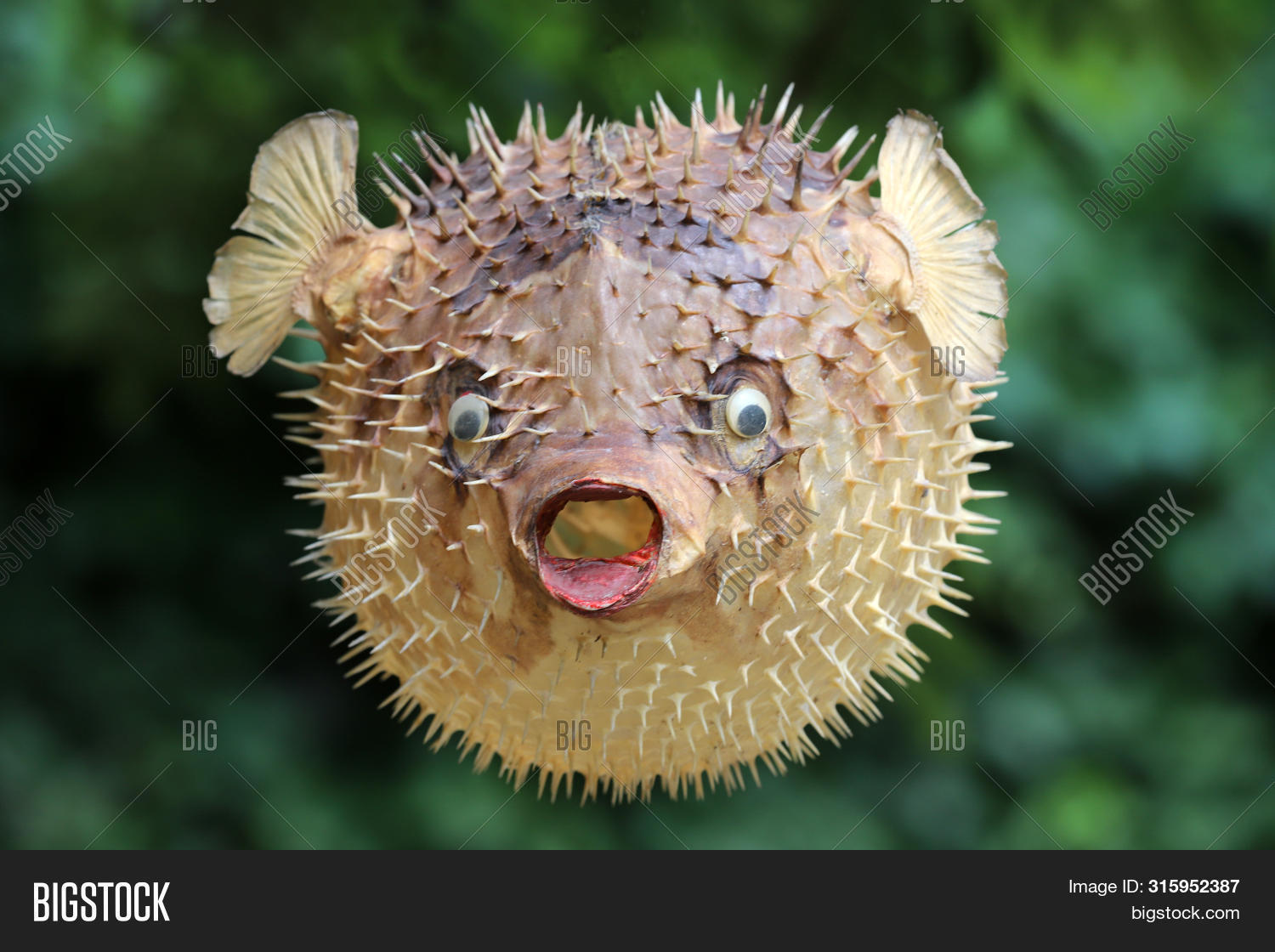 Photo Of A Prepared Blowfish Against Blurred Background image & stock ...