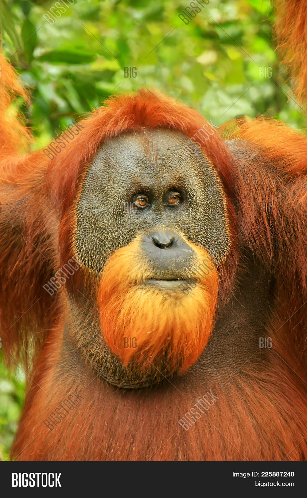 Portrait Of Male Sumatran Orangutan (pongo Abelii) In Gunung Leuser ...