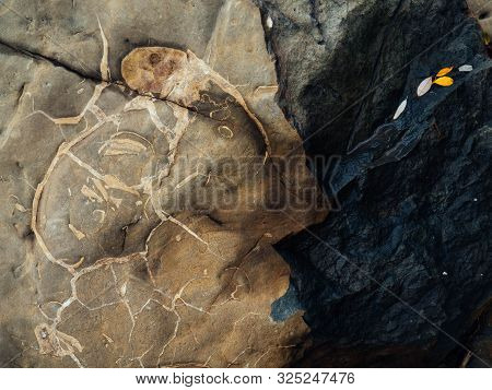 The Remains Of Extinct Crustaceans Ammonites. Traces Of Shell In The ...