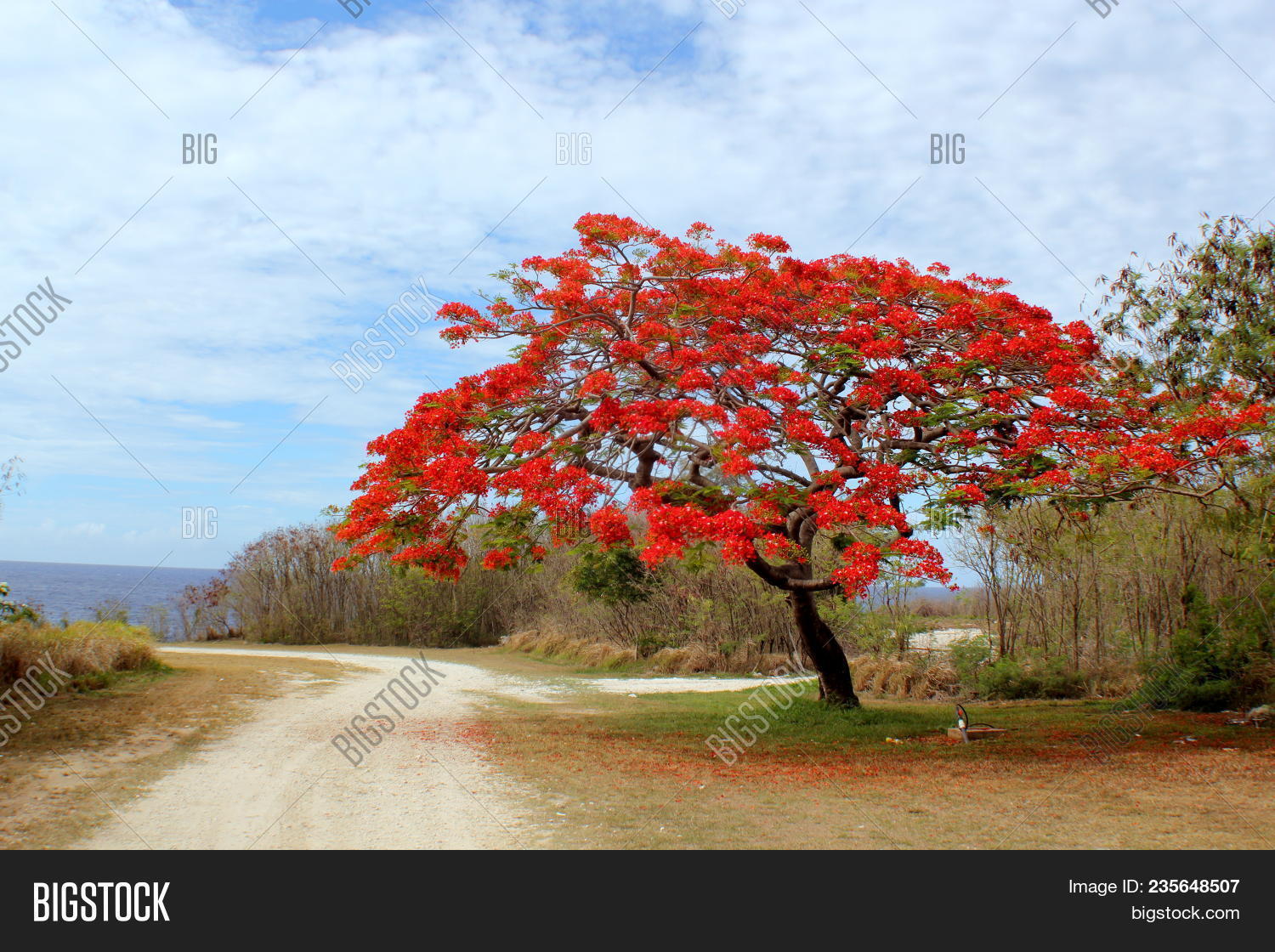 Flame Tree In Bloom Flame Trees In Bloom Makes The Islands In The ...