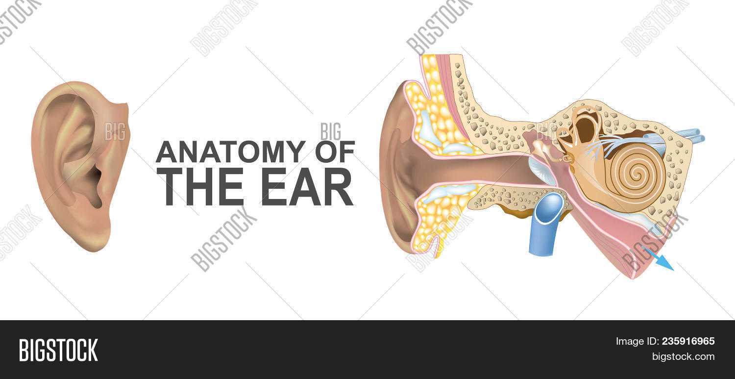 Anatomy Of The Ear. Illustration Human Body Part. image & stock photo ...