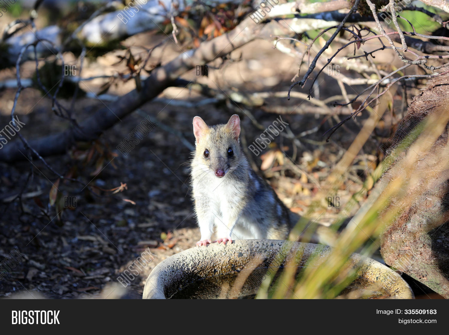 Tiger Quoll (dasyurus Maculatus) Also Called Spotted-tail Quoll Or ...