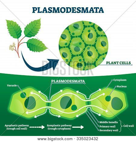 Plasmodesmata Plant Cells Diagram, Vector Illustration. Educational ...