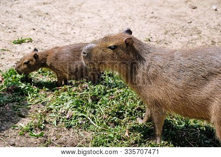 Two Capybaras Went Out To Eat. Capybara Face Close Up. Capybara Family ...