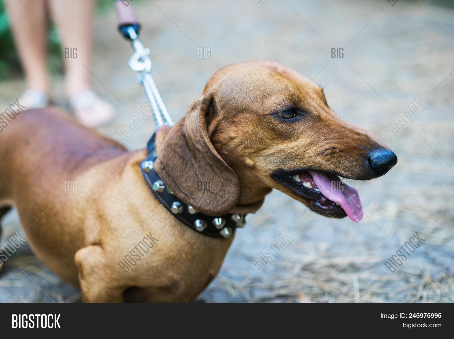 Portrait Of Angry Red Dachshund Jaws With Fangs, Hungry, Drool. Enraged ...