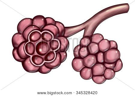 Anatomy Of Alveoli In Lungs, Illustration. Microstructure Of ...