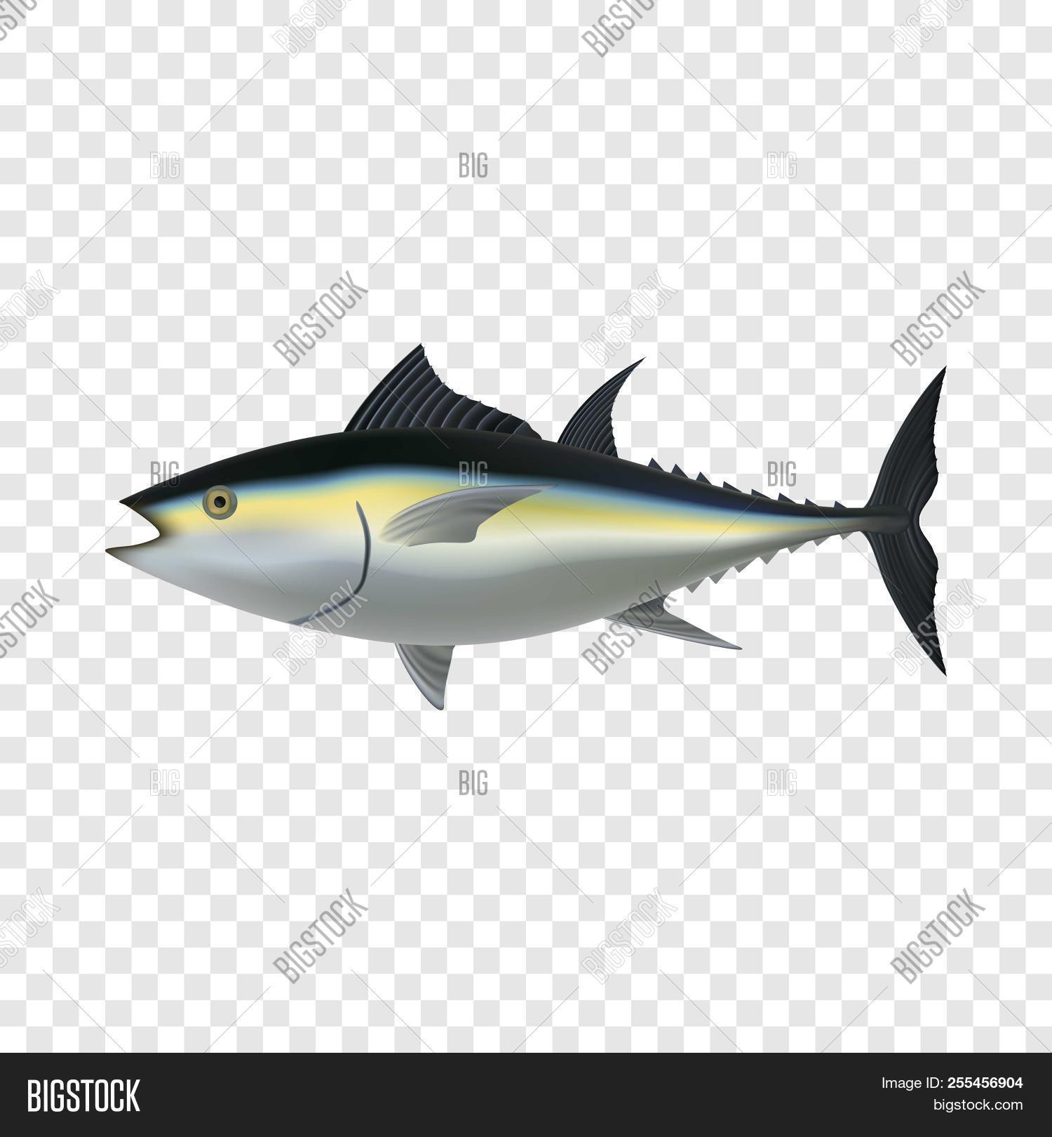 Tuna Fish Mockup. Realistic Illustration Of Tuna Fish Mockup For On ...