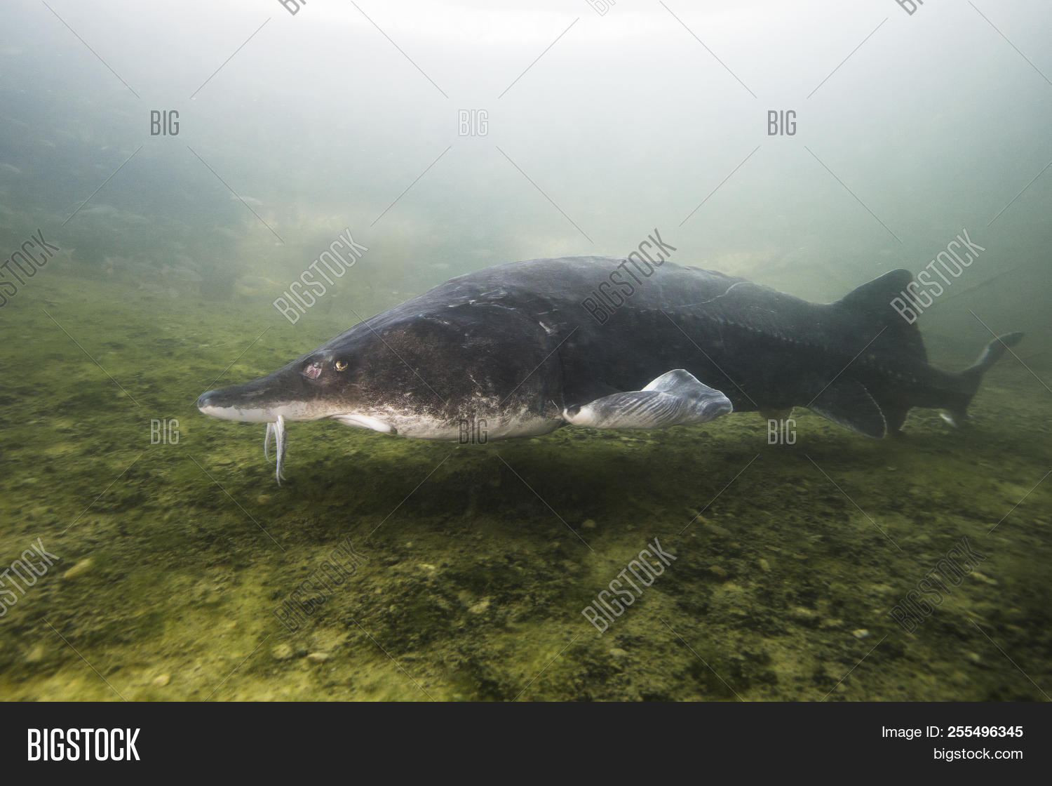 Underwater Photography Of The Biggest Fish Beluga, Huso Huso Swimming ...