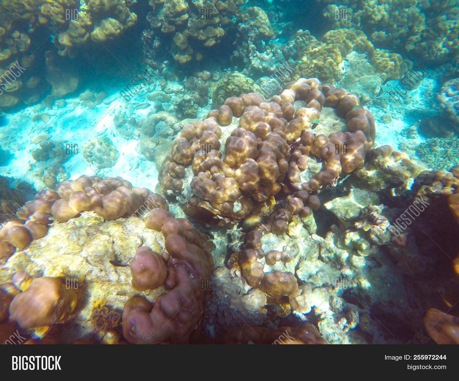 The Abundant Of Shallow Coral Reefs In The Southern Of Thailand, Where ...