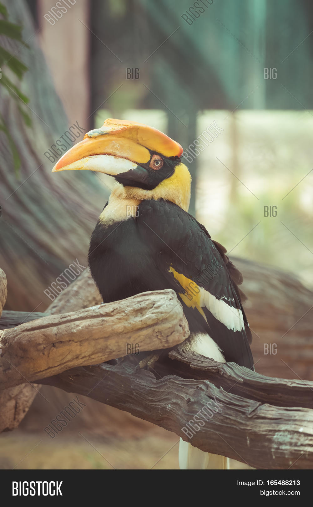 Great Hornbill (buceros Bicornis), Also Known As The Great Indian ...