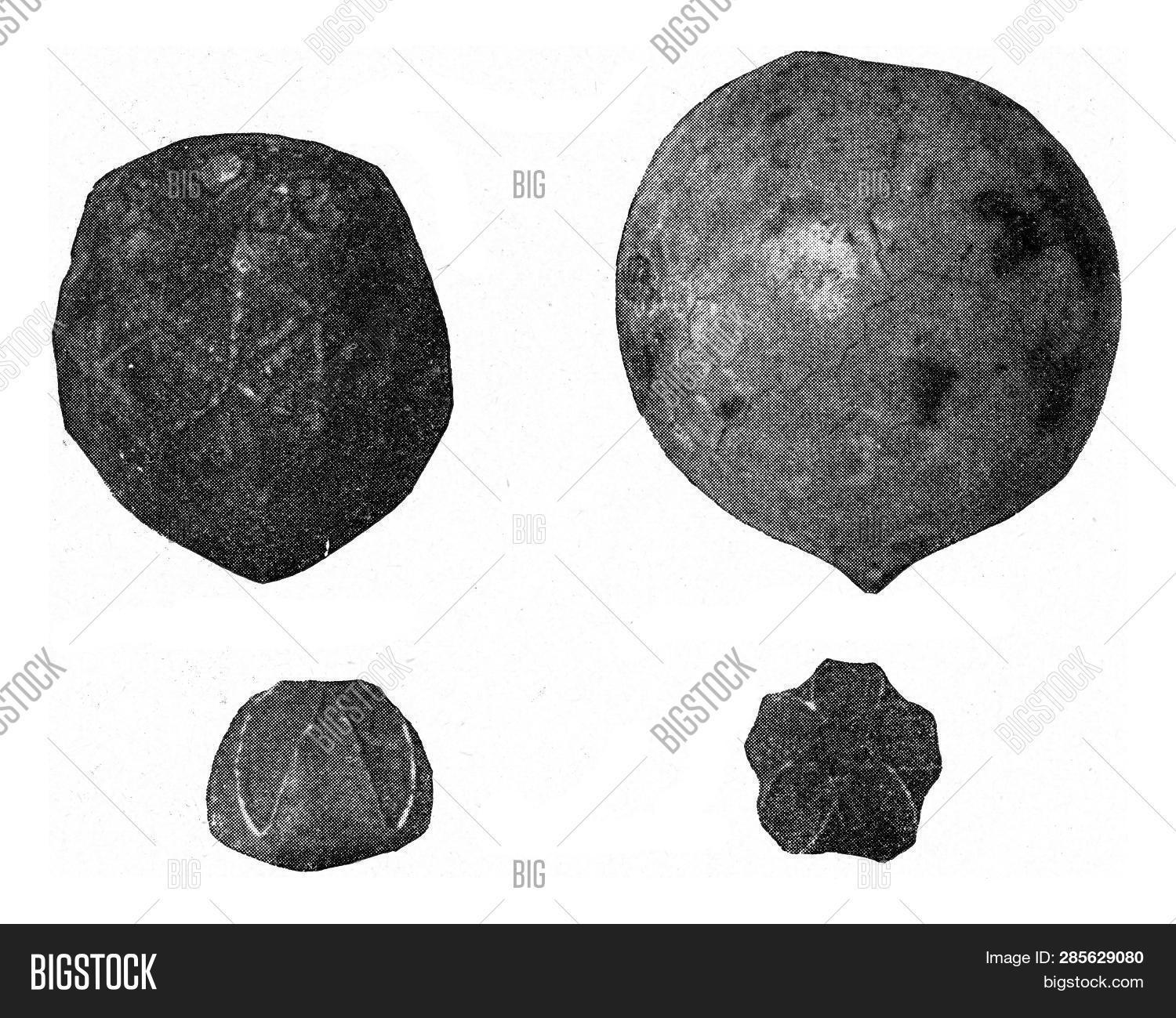 Cystoids and Blastoids of Silurian and Carboniferous Limestone, vintage ...