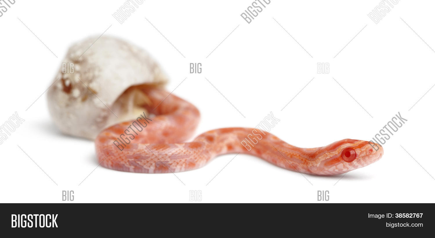 Corn snake hatching, Pantherophis guttatus guttatus, also know as red ...