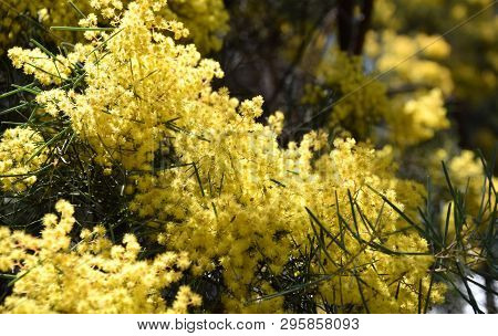Acacia Pycnantha, Commonly Known As The Golden Wattle, Is Australia ...