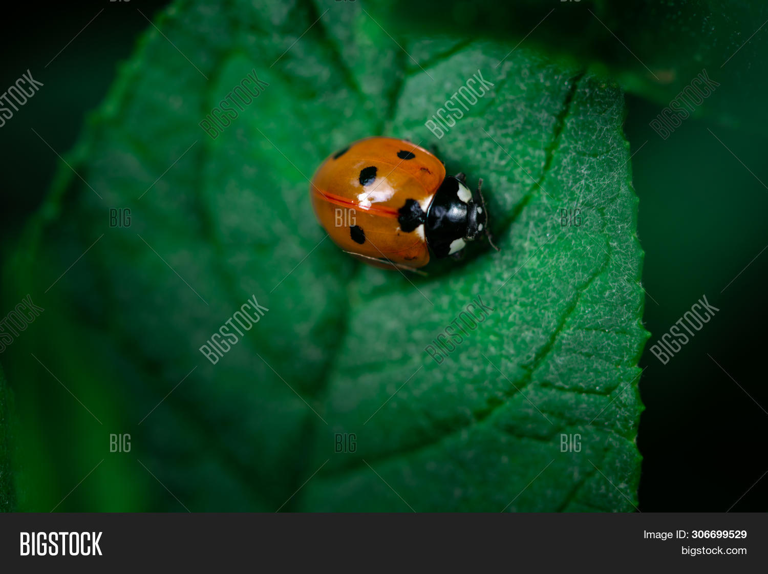 Ladybug Eating On A Leaf, Coccinellidae, Arthropoda, Coleoptera ...