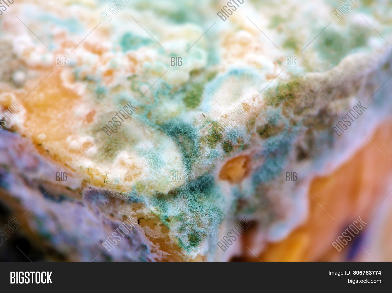 Moldy Cheese. Backgrounds and Wallpapers. Decomposing cheddar cheese ...