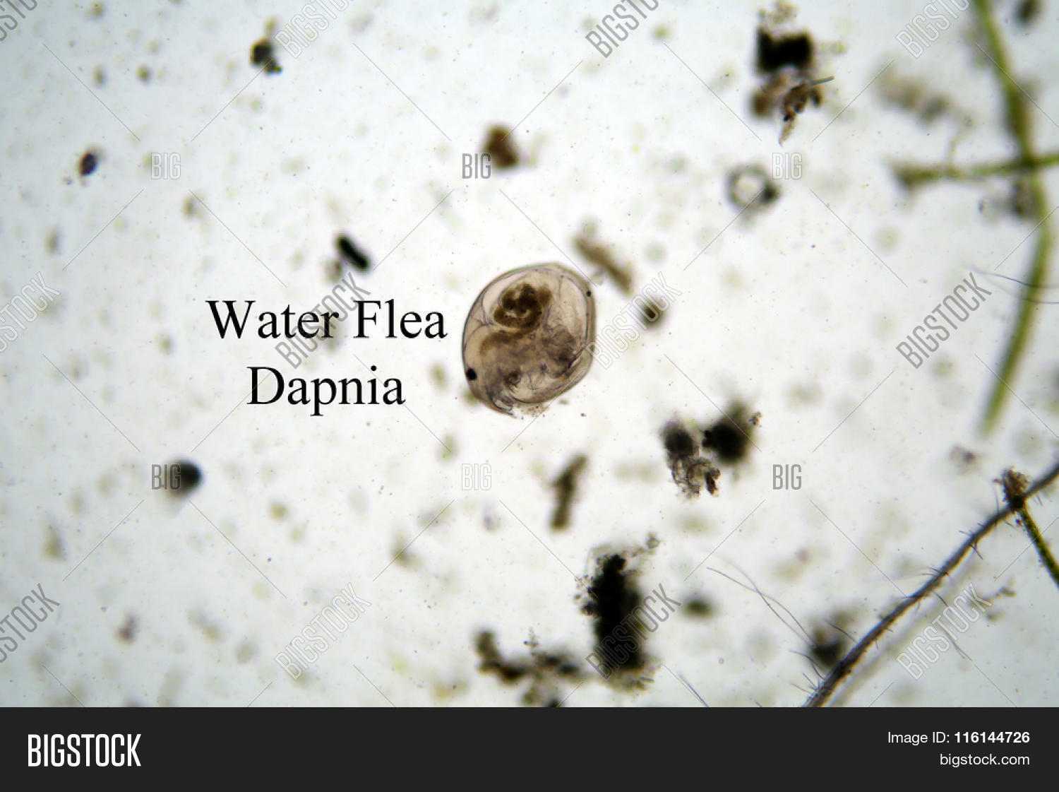 Microscopic fresh water animal Water Flea aka Daphnia as seen through a ...