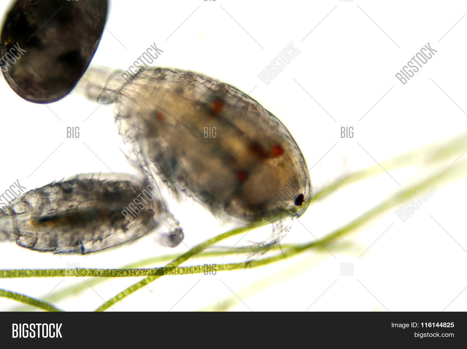 Fresh Water Copeopods, Green Algae and Ostracod AKA Seed Shrimp seen ...
