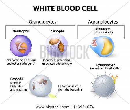 Types Of White Blood Cells. Infographics. image & stock photo. 116931674