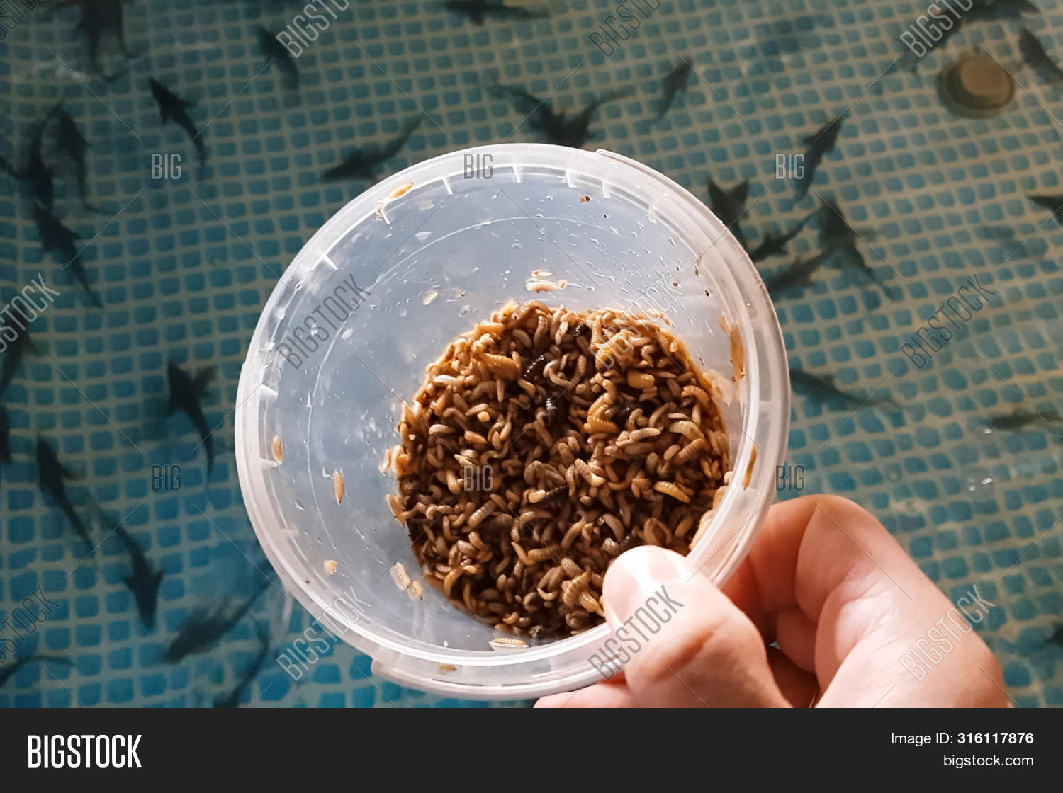 Worm Feeding Maggots With Larvae Of Flies Of Fish Fry. Sturgeon Farm ...