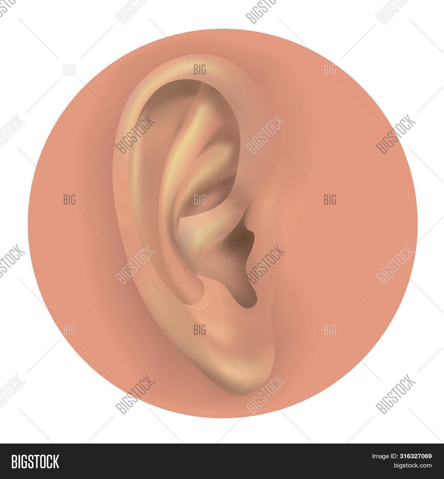 Ear, Human Body. 3d Illustration Transparent Png Images. image & stock ...