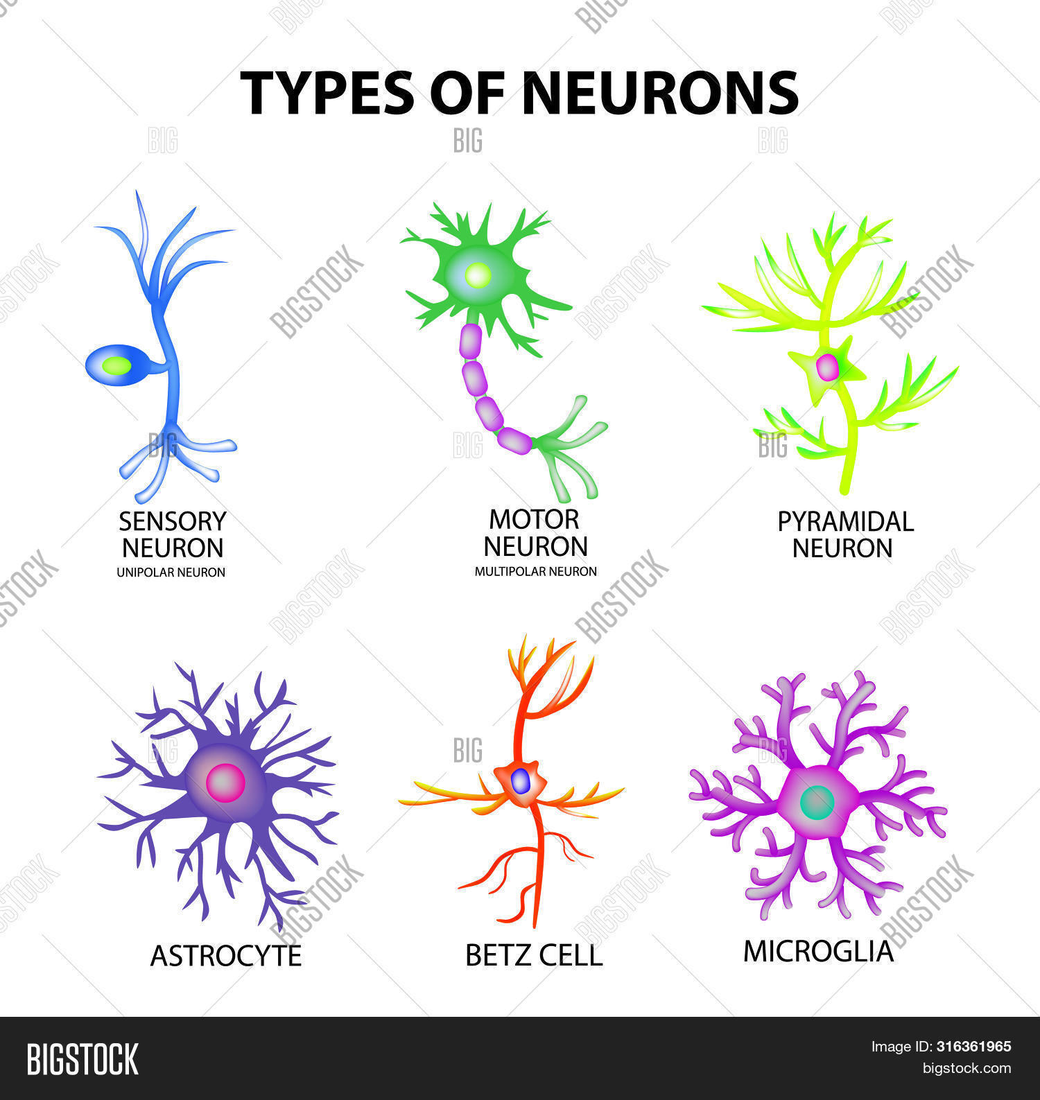 Types Of Neurons. Structure Sensory, Motor Neuron, Astrocyte, Pyromidal ...