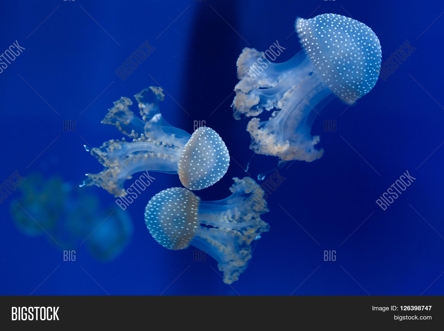 White-spotted jellyfish (Phyllorhiza punctata), also known as the ...