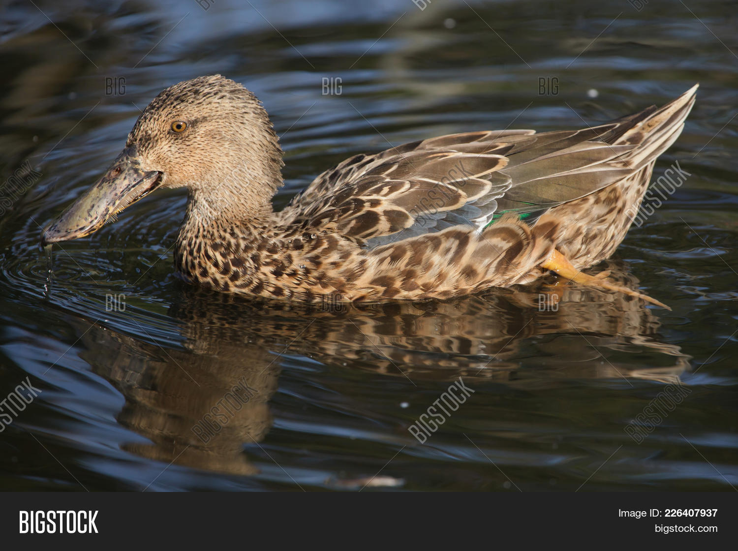 Northern shoveler (Anas clypeata), also known as the northern shoveller. image & stock photo ...