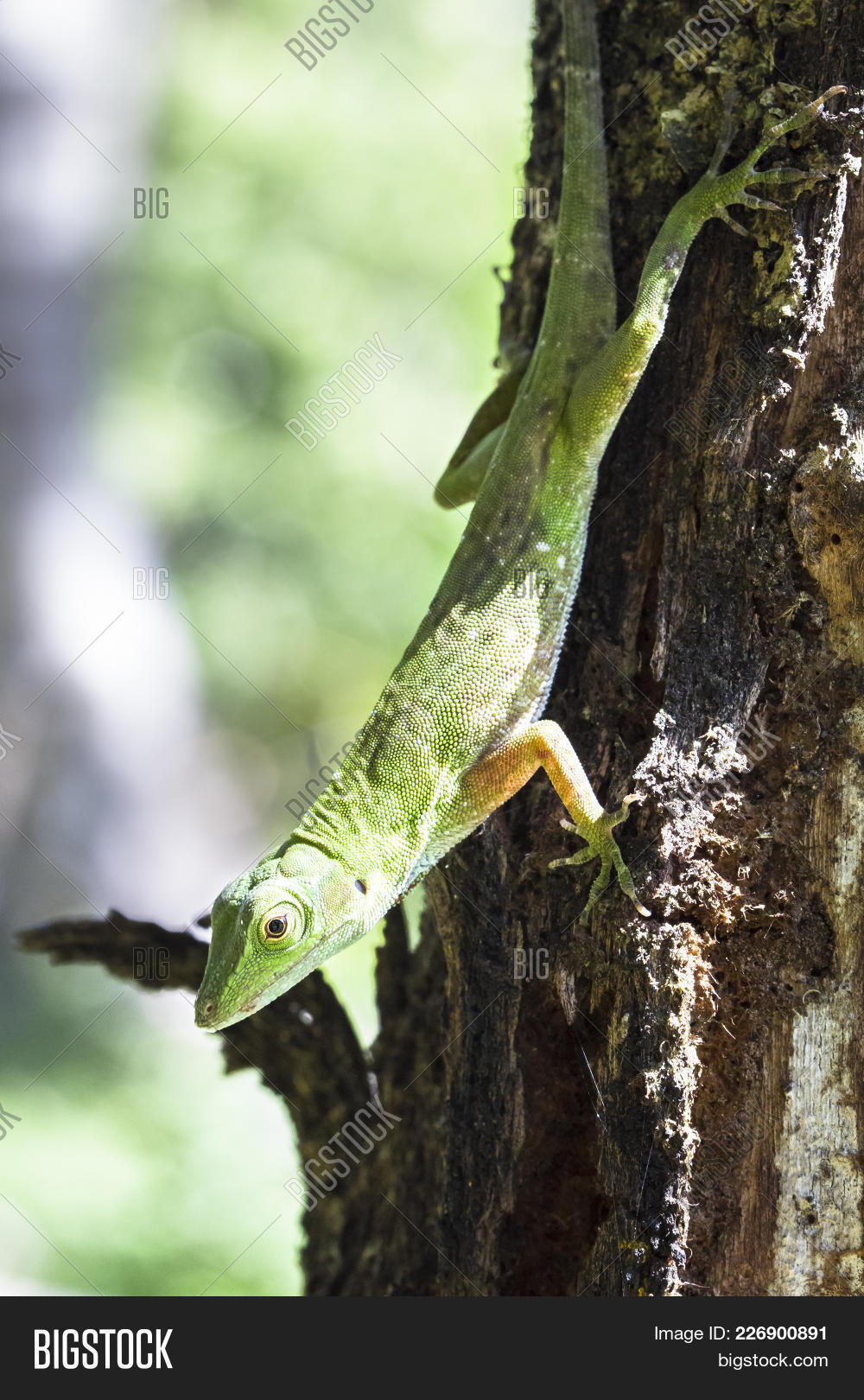 A Green Tree Anole (anolis Biporcatus) Basking On A Tree In The ...