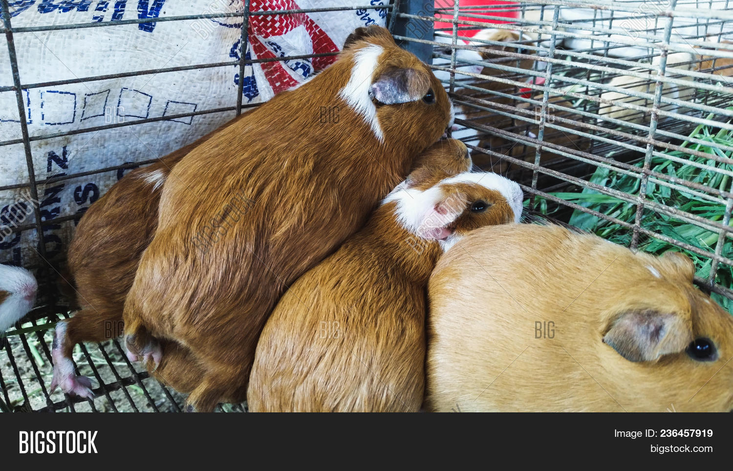 Cuyes Farm: The Cuy, Or Guinea Pig, Is A Traditional Food Of The Andes ...
